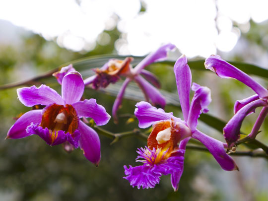 5 Valentine’s Day Traditions in Latin America – Latinitas Magazine